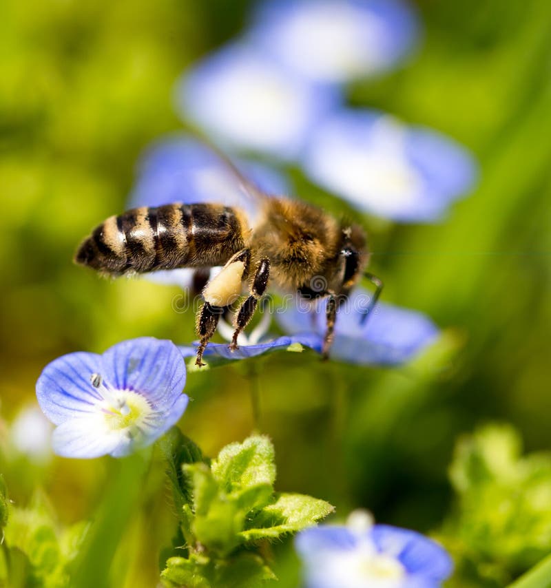 Bee on Little Blue Flowers in Nature Stock Photo - Image of spring ...