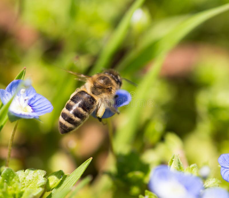 Bee on Little Blue Flowers in Nature Stock Image - Image of nectar ...