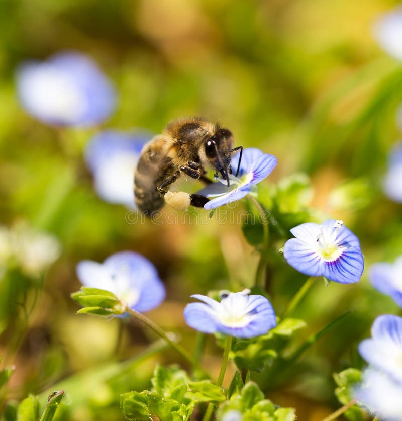 Bee on Little Blue Flowers in Nature Stock Image - Image of outdoor ...