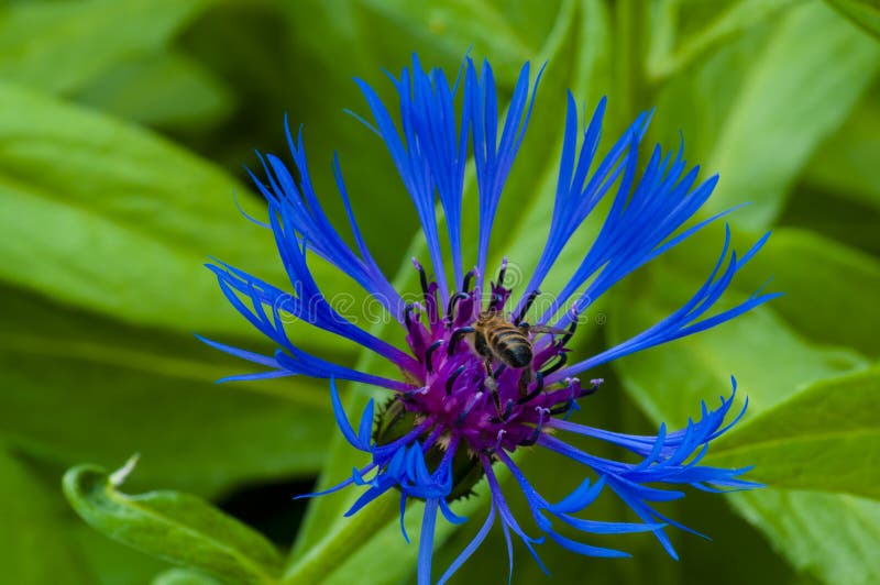 Bee stock photo. Image of insect, plant, flora, glade - 87853284