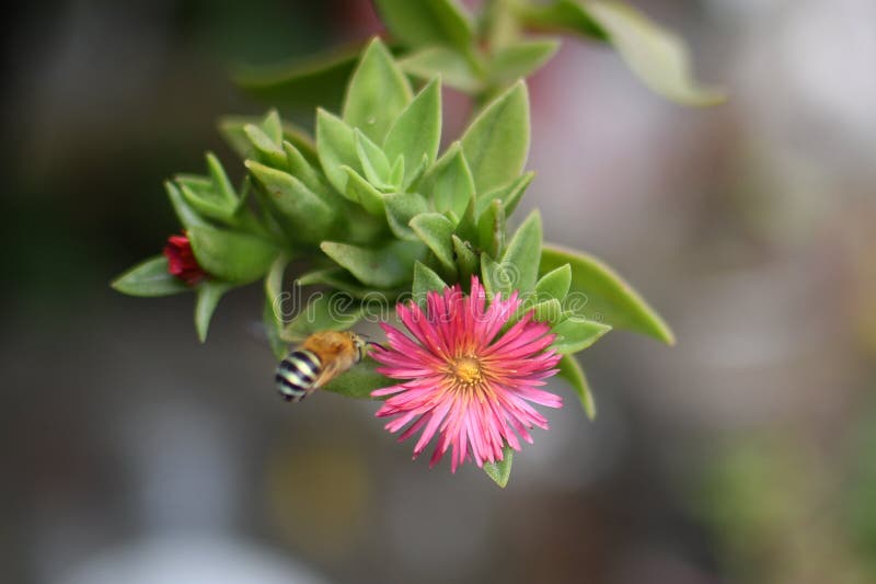 A bee looking for nectar stock image. Image of insect - 260931563
