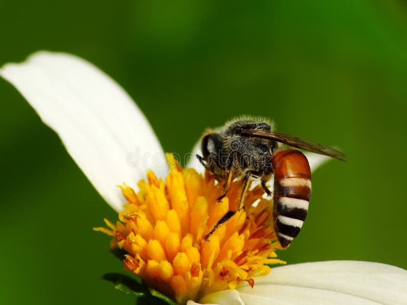 A Bee is Looking for Pollen To Make Honey daily Stock Photo - Image of ...