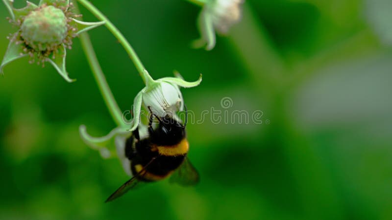 Bee Looking for Sweet Nectar on a Raspberry Blooming Flower Stock ...