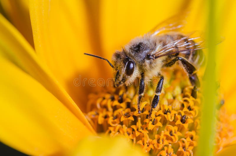 Bee Looks Upright Sitting on a Yellow Flower/bee Pollinates Yellow ...