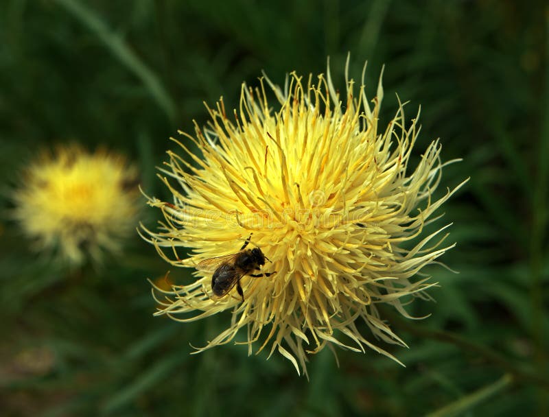 Bee Lost at Yellow Fluffy Flower Stock Image - Image of yellow, flower ...