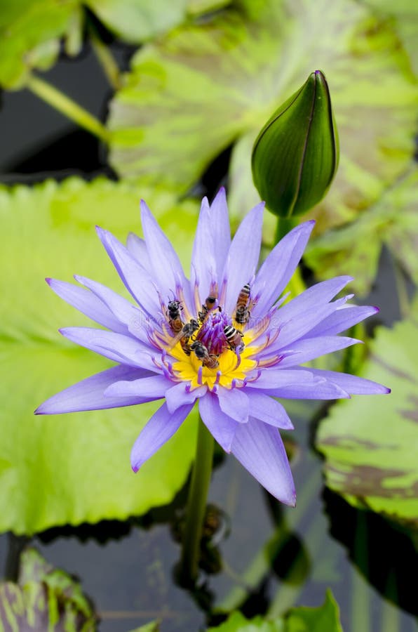 Bee with Lotus Blossom Blooming Stock Photo - Image of macro ...