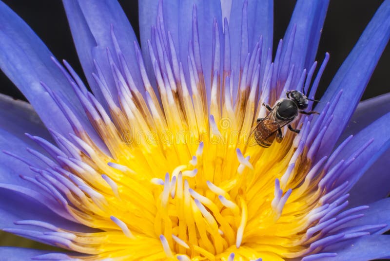 Bee and lotus flower. stock image. Image of blooming - 44323333