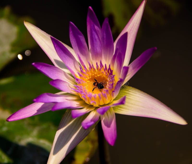 Bee in lotus in the garden stock image. Image of flora - 142853901