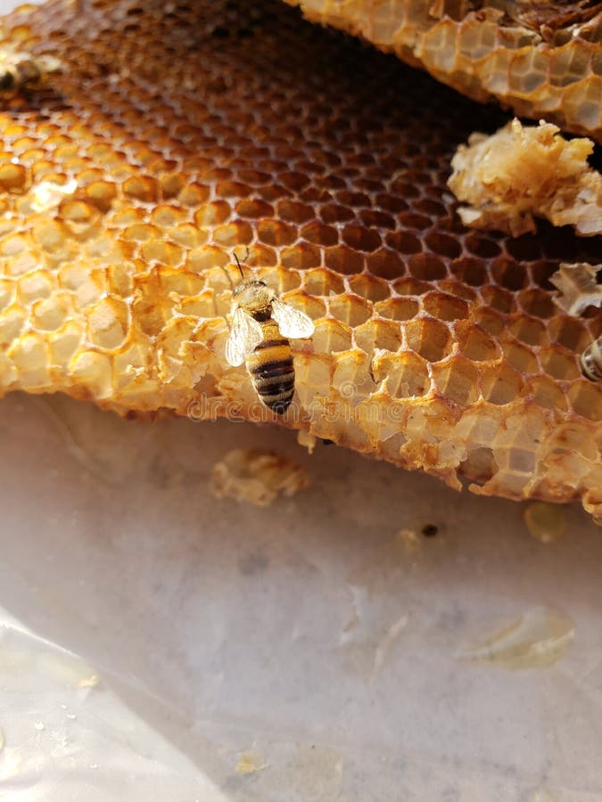 Bee love stock photo. Image of honeycomb, close, love - 134579712