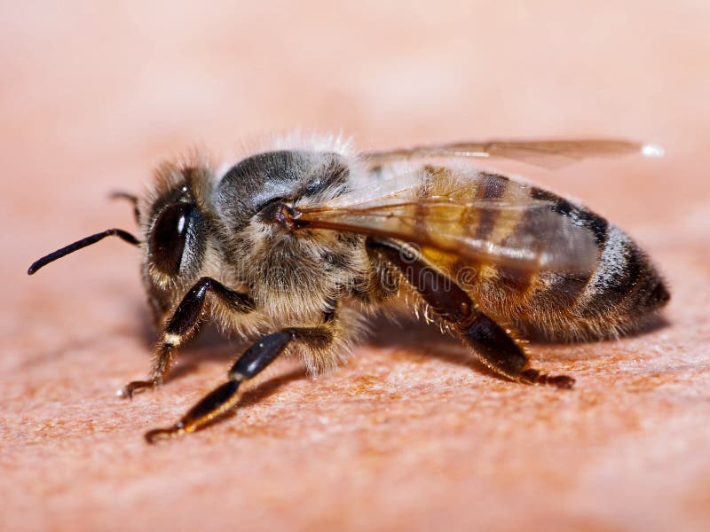 Bee macro stock image. Image of closeup, macro, honeybee - 19988403