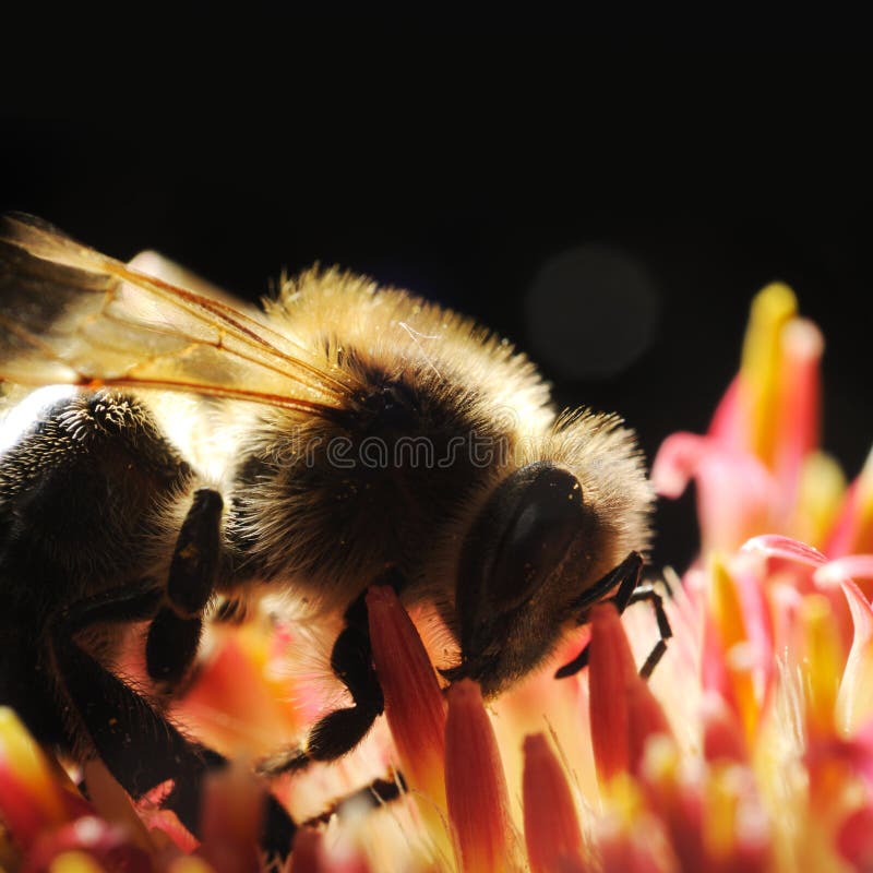 Bee head macro stock photo. Image of head, pollination - 5561618