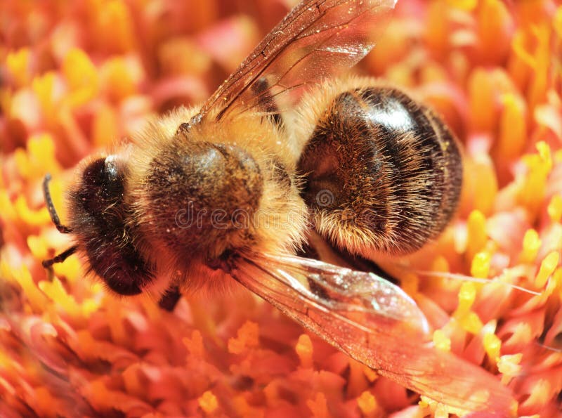 Bee macro stock image. Image of detail, fuzzy, detailed - 5709117