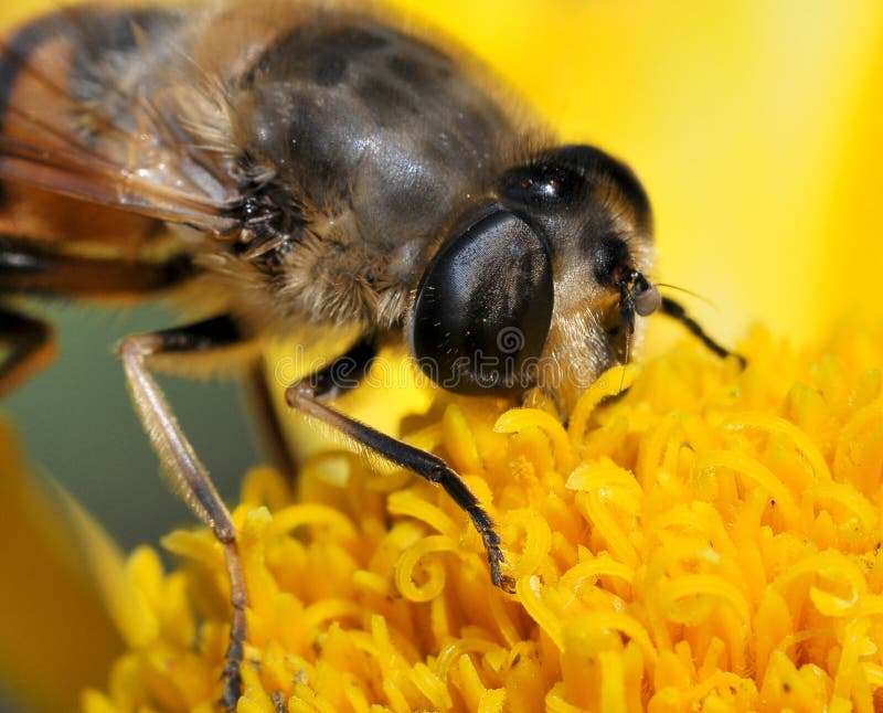 Bee macro stock photo. Image of spring, pollen, wild, macro - 8065384