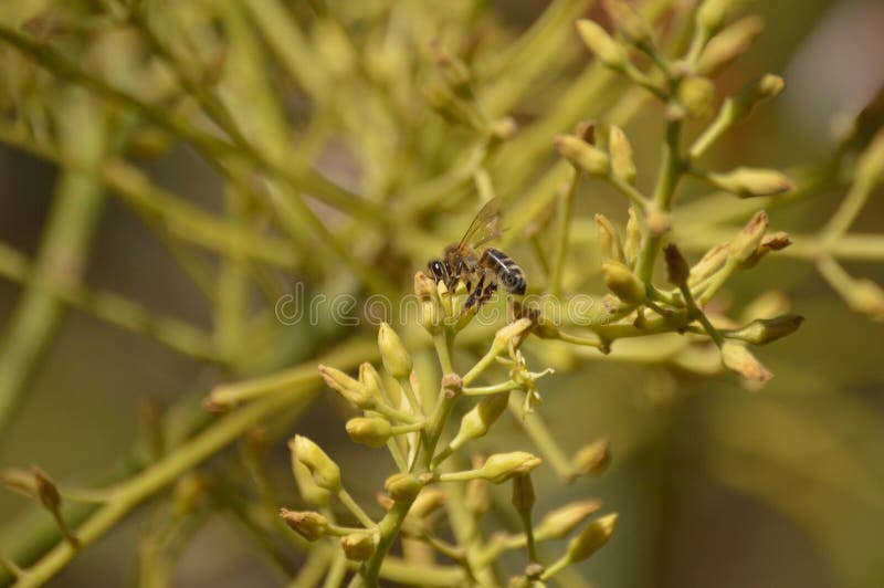 Bee in Mango Flower, Pollination Stock Image - Image of avocado ...