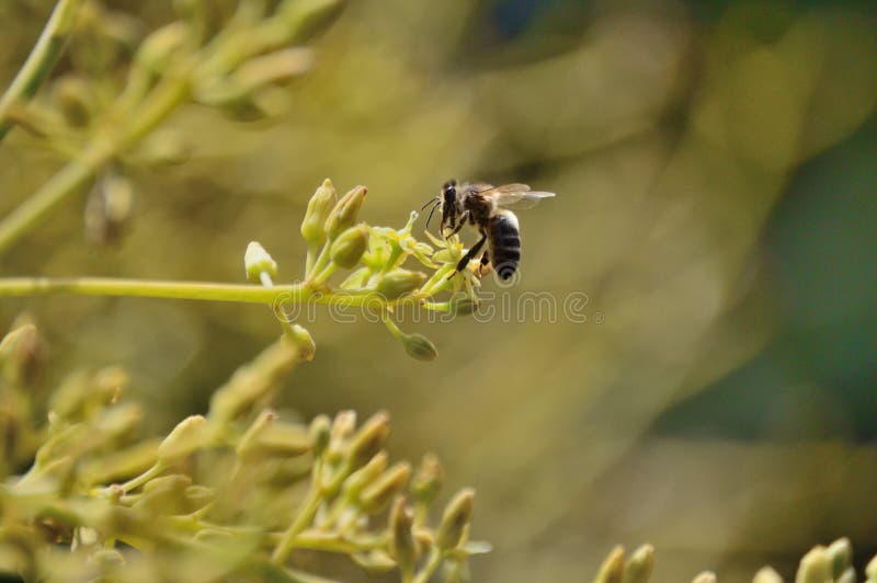 Bee in Avocado Flower, Pollination Stock Image - Image of outdoors ...