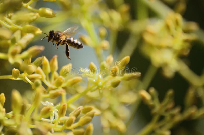Bee in Avocado Flower, Pollination Stock Photo - Image of animal, hass ...