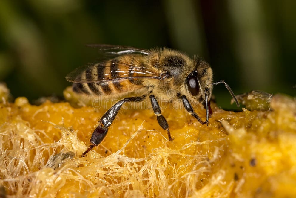 Bee on Mango Fruit - Macro Photo of Bee on Mango Stock Photo - Image of ...