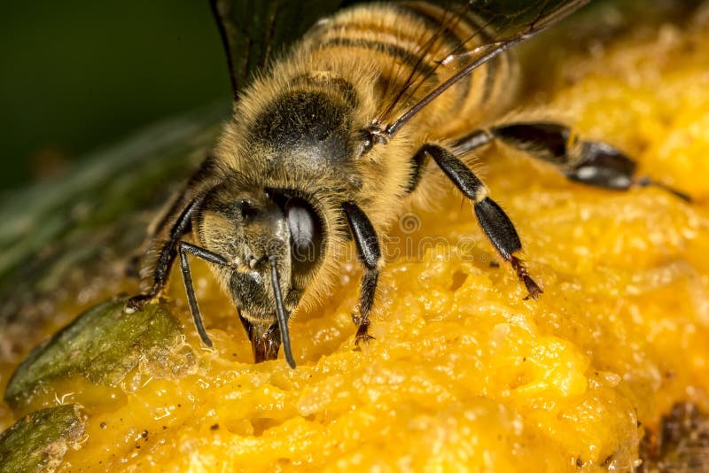 Fly on Mango Fruit - Macro Photo of Fly on Mango Stock Photo - Image of ...