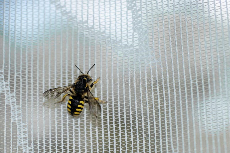 Bee in Mesh: a Study in Contrasts Stock Photo - Image of textures ...