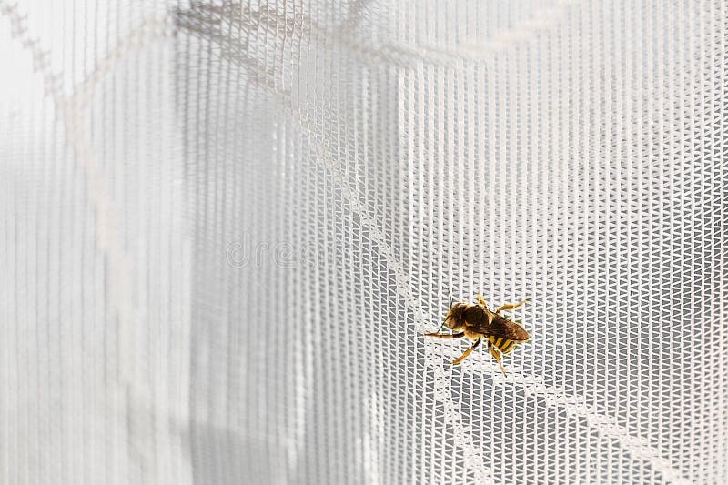 Bee in Mesh: a Study in Contrasts Stock Image - Image of mesh, insect ...