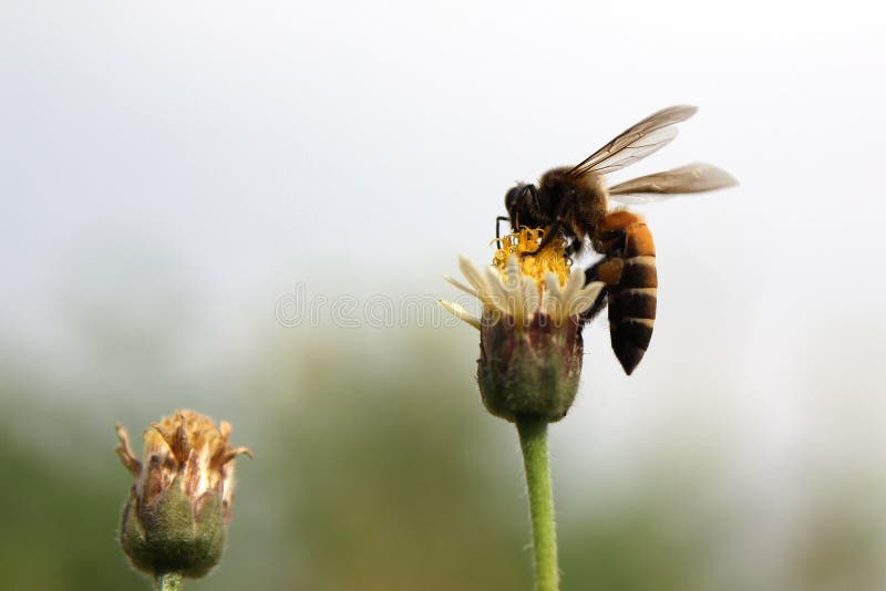 Bee on mexican daisy stock photo. Image of pollinate - 31390034