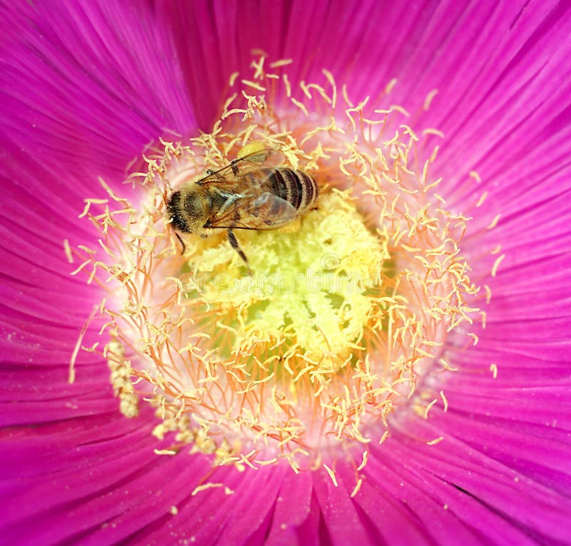 A Bee in the Middle of a Flower Full of Pollen Powder Stock Image ...