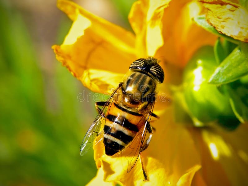Bee mimic stock photo. Image of mimics, flying, yellow - 22274090