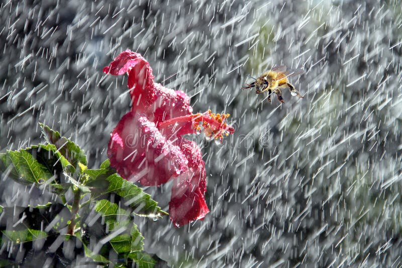 Bee on a mission. stock photo. Image of mission, honey - 15095860