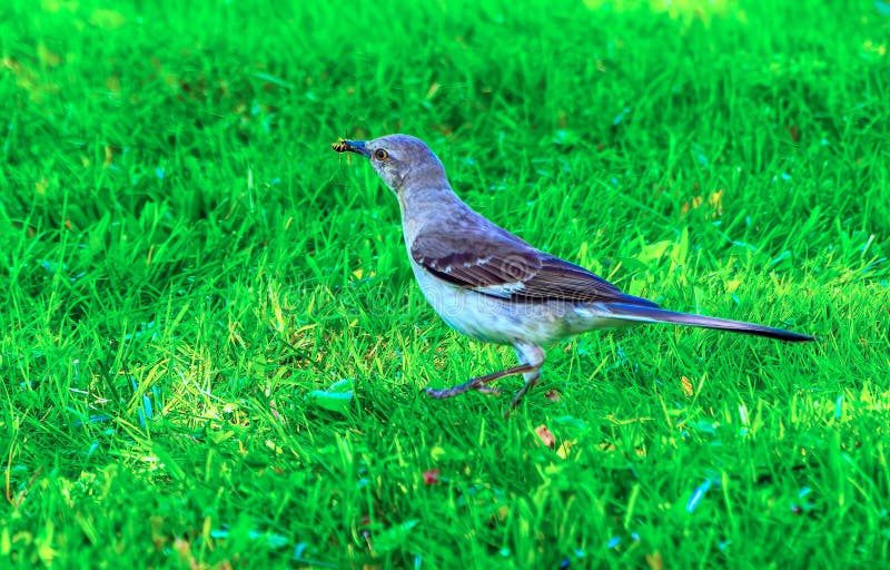 A bee for the Mockingbird stock image. Image of meadow - 288903101