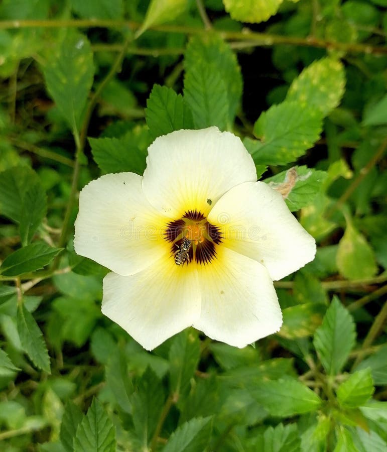 Bee on MoonFlower stock image. Image of tropical, moonflower - 297104027