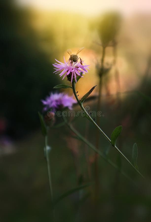Bee on the move stock photo. Image of green, sunlight - 205703656