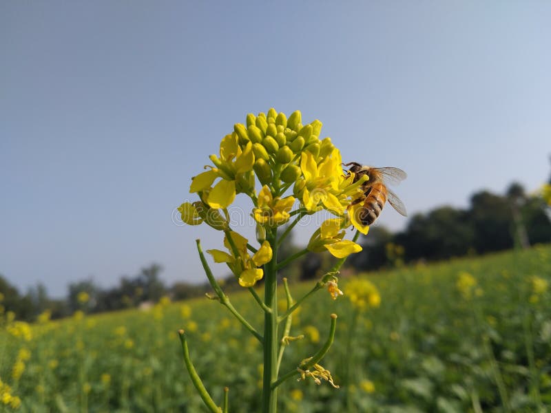 Bee on Mustard Flower, Mustard Field Stock Photo - Image of wildflower ...