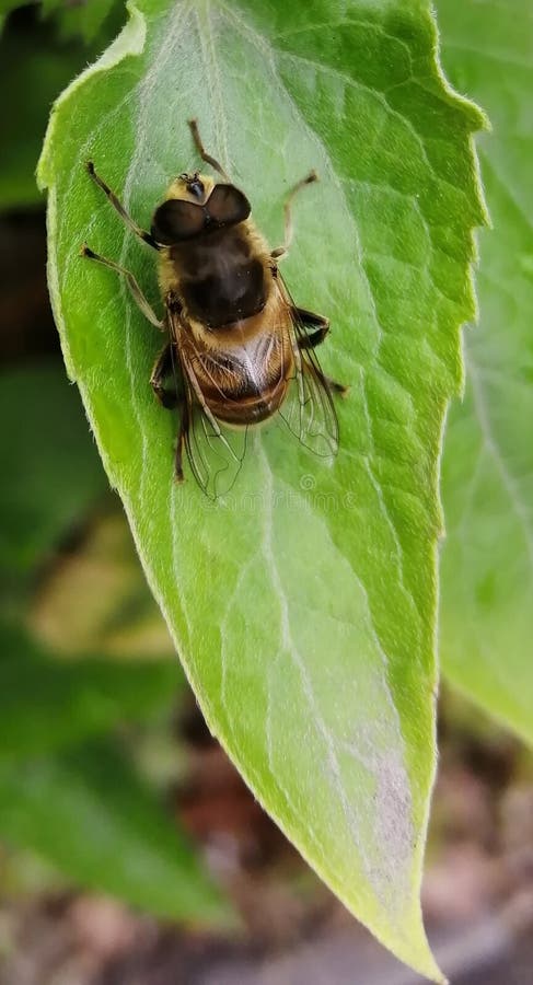 A bee is napping on a leaf stock image. Image of macro - 162002529