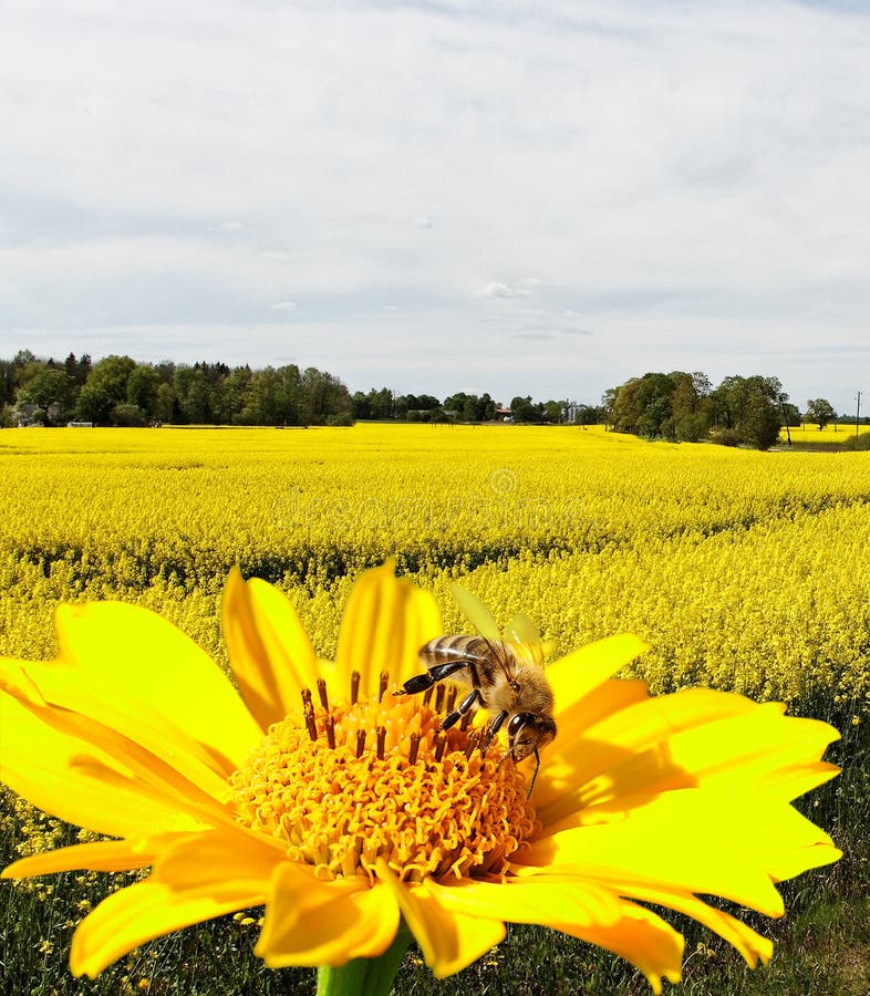 Bee and nature. stock photo. Image of flower, floral - 28364740
