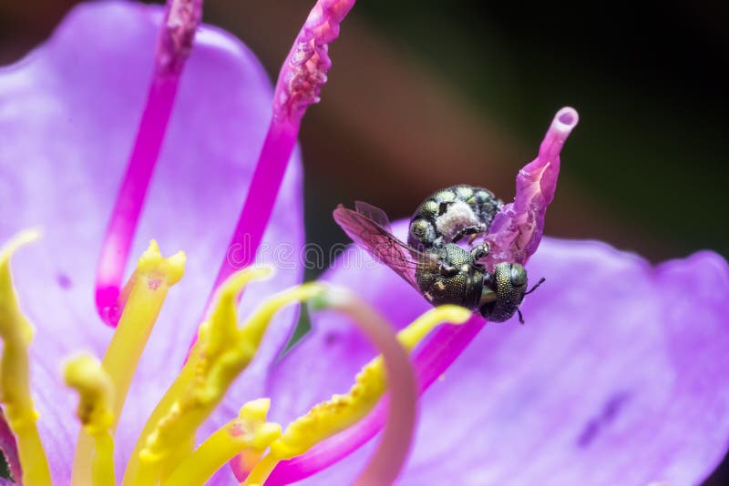 Bee in nature stock photo. Image of insect, color, animal - 159488618