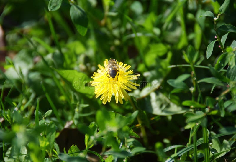 The Bee in Nature Collecting Pollen Stock Photo - Image of pollen ...