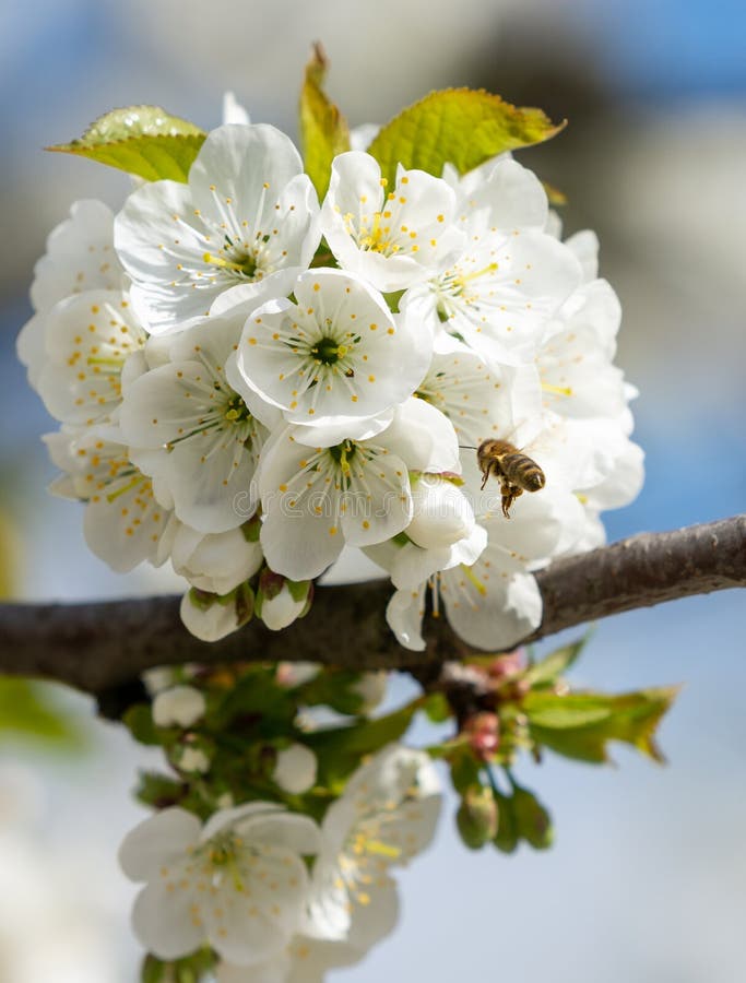 Bee Near Branch of Cherry Tree Covered with White Flowers Stock Image ...