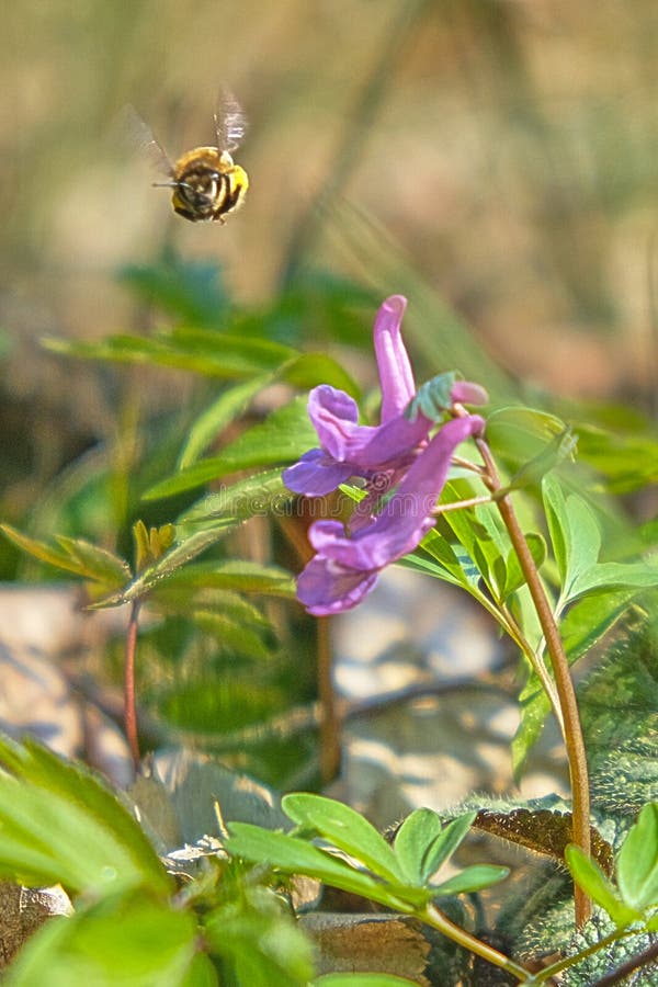 Bee Near Flower in Flight Near Corydalis Stock Image - Image of bloom ...