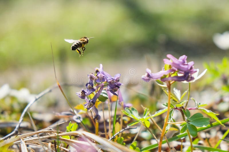 Bee near flower in flight stock photo. Image of natural - 181673926
