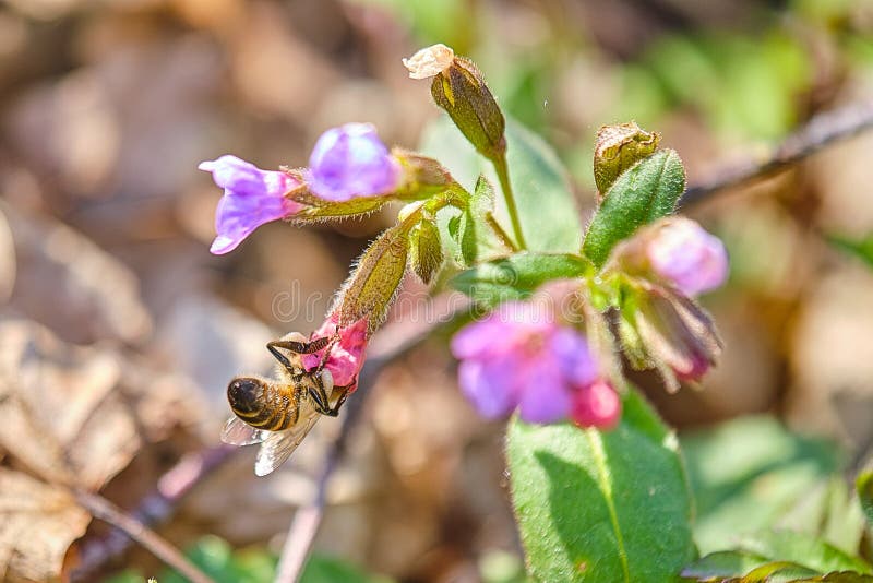 Bee Near Flower in Flight Near Pulmonaria Stock Image - Image of bloom ...