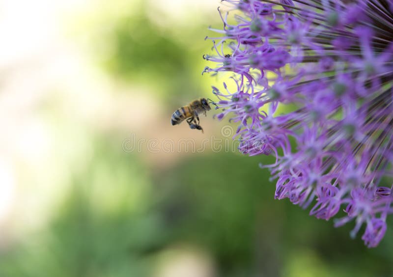 Bee Near Purple Flower in Flight Stock Image - Image of green, animal ...