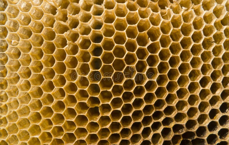 Bee nest stock photo. Image of discarded, rupture, home - 18332160