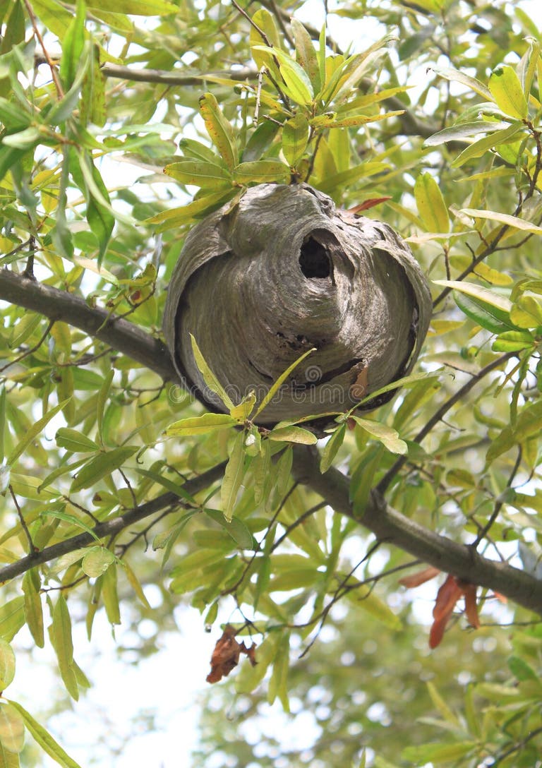 106 Maple Tree Bees Stock Photos - Free & Royalty-Free Stock Photos ...