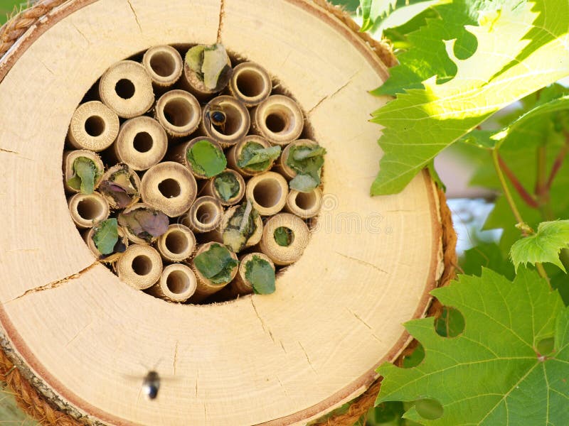 Native Mason Bee Nesting Box Tree House Complex Stock Photo - Image of ...