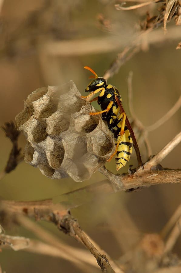 European Paper Wasp on Nest, Cyprus Stock Photo - Image of detail ...