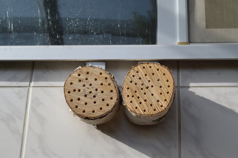 Bee nesting holes in wood stock image. Image of bumble - 294192867