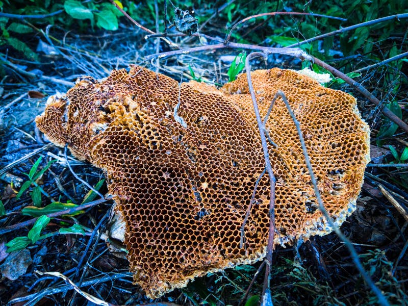 Bee next stock image. Image of fall, broken, next - 191140455