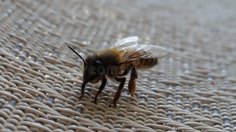 Bee nice stock image. Image of bees, insect, behave, nice - 48111029