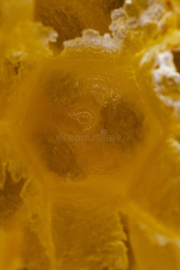 Bee Nymph - Development of Honey Bee Stock Image - Image of nymph ...