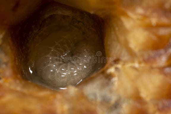 Bee Nymph - Development of Honey Bee Stock Image - Image of apiarist ...